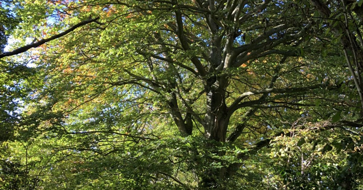 Hambledon - Ramblers